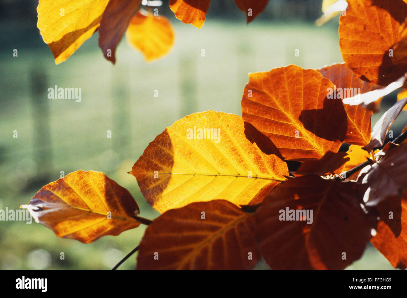 Morphology hi-res stock photography and images - Alamy