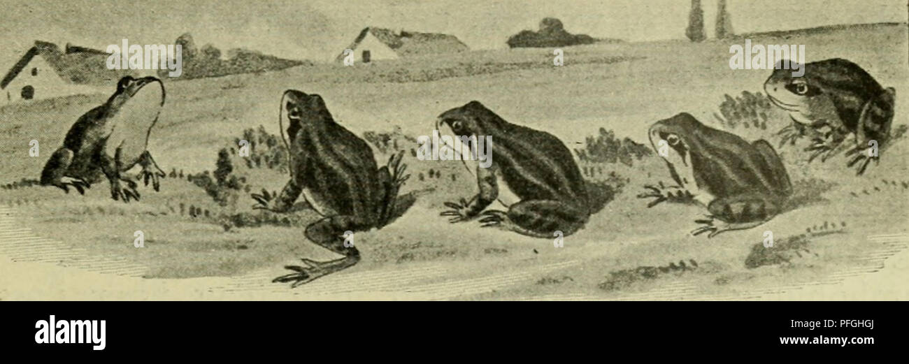 . Das Leben unserer heimischen Lurche und Kriech Tiere im Kreislaufe ...
