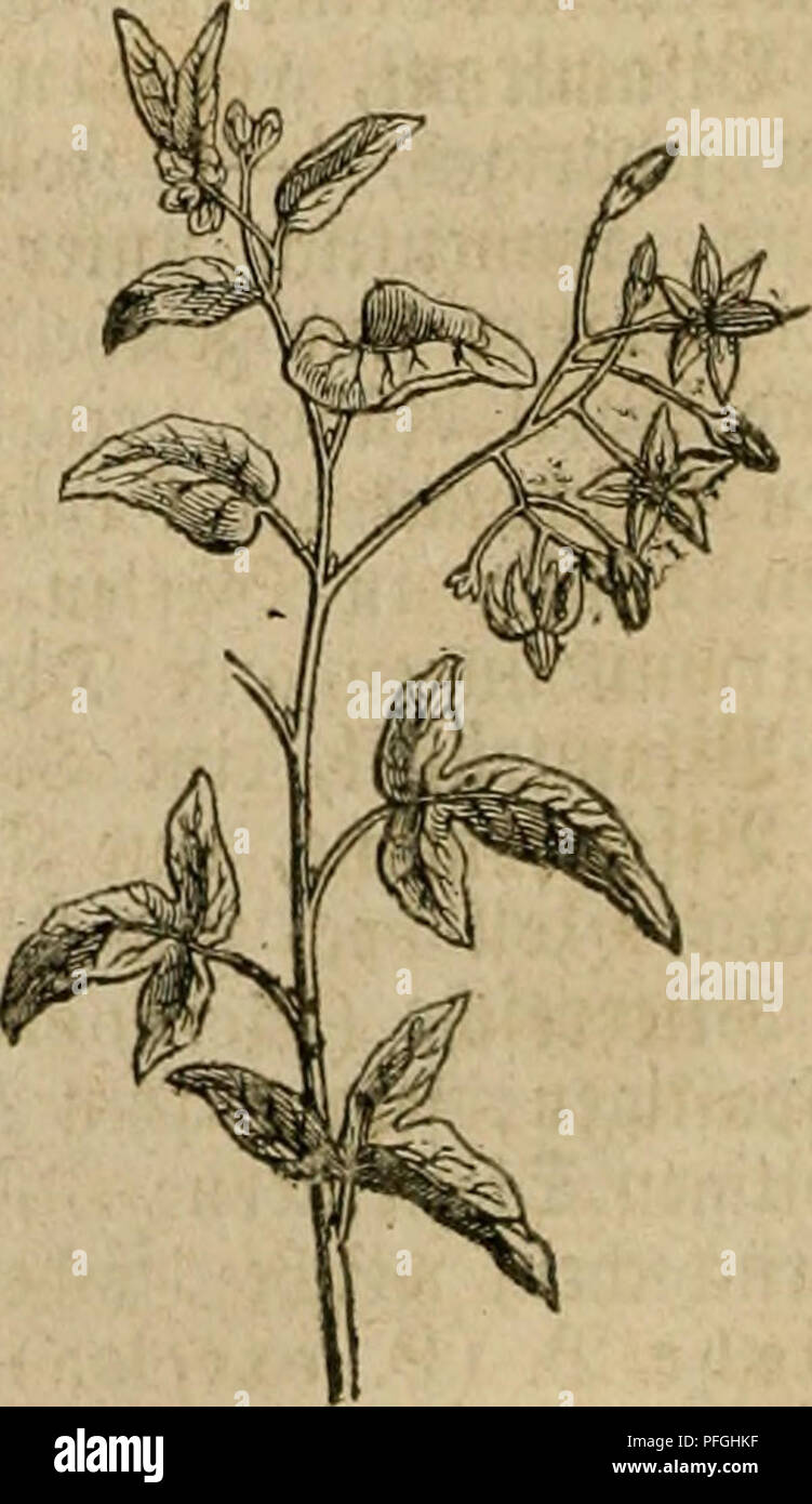 This German botanical reference offers an in-depth description of ...