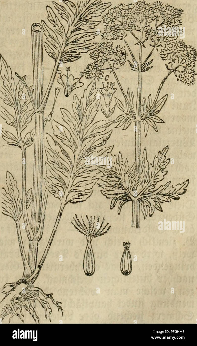 This illustrated guide to medicinal plants provides detailed ...