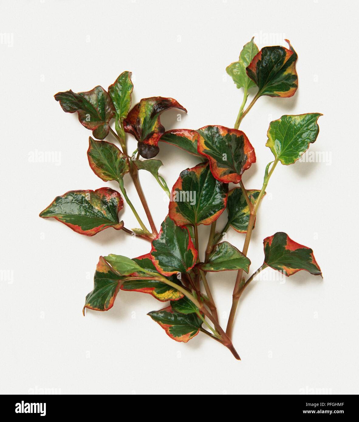 Houttuynia cordata 'Chameleon' (Chameleon plant), variegated leaves on ...