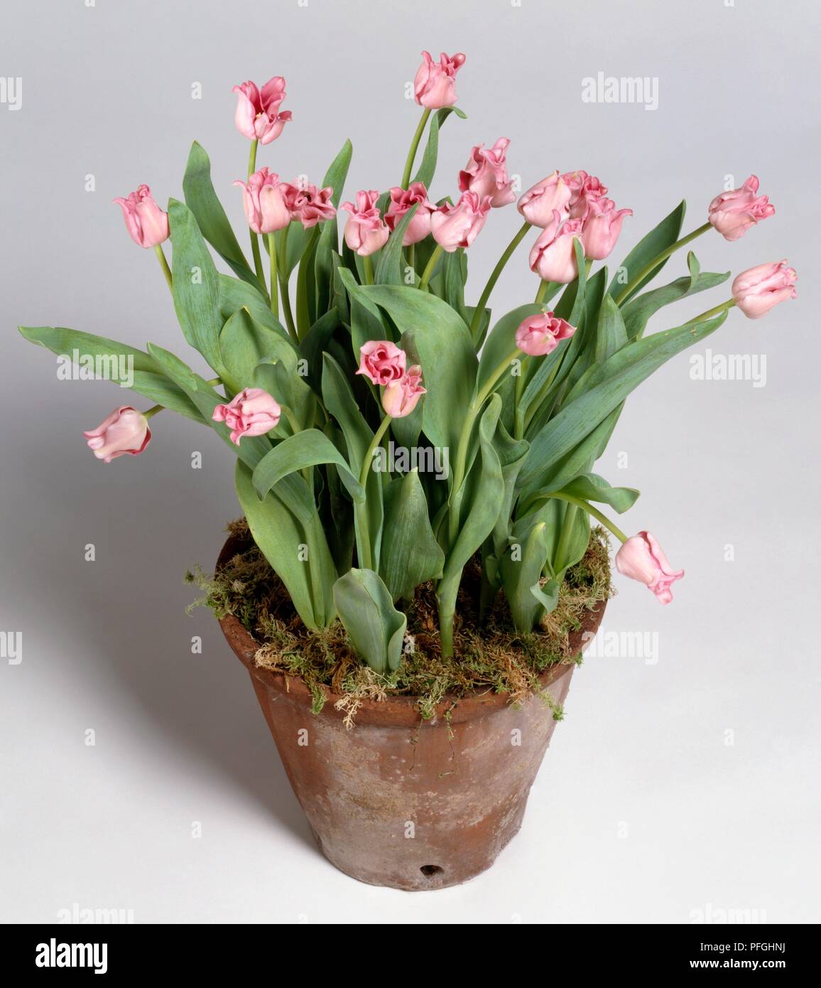 Pink tulips in plant pot, close-up Stock Photo - Alamy