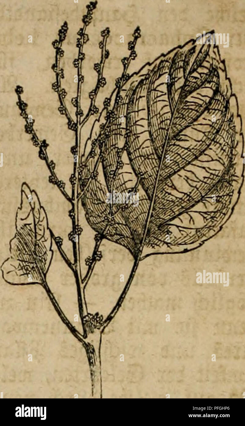 A detailed herbal compendium describing medicinal plants, their uses ...