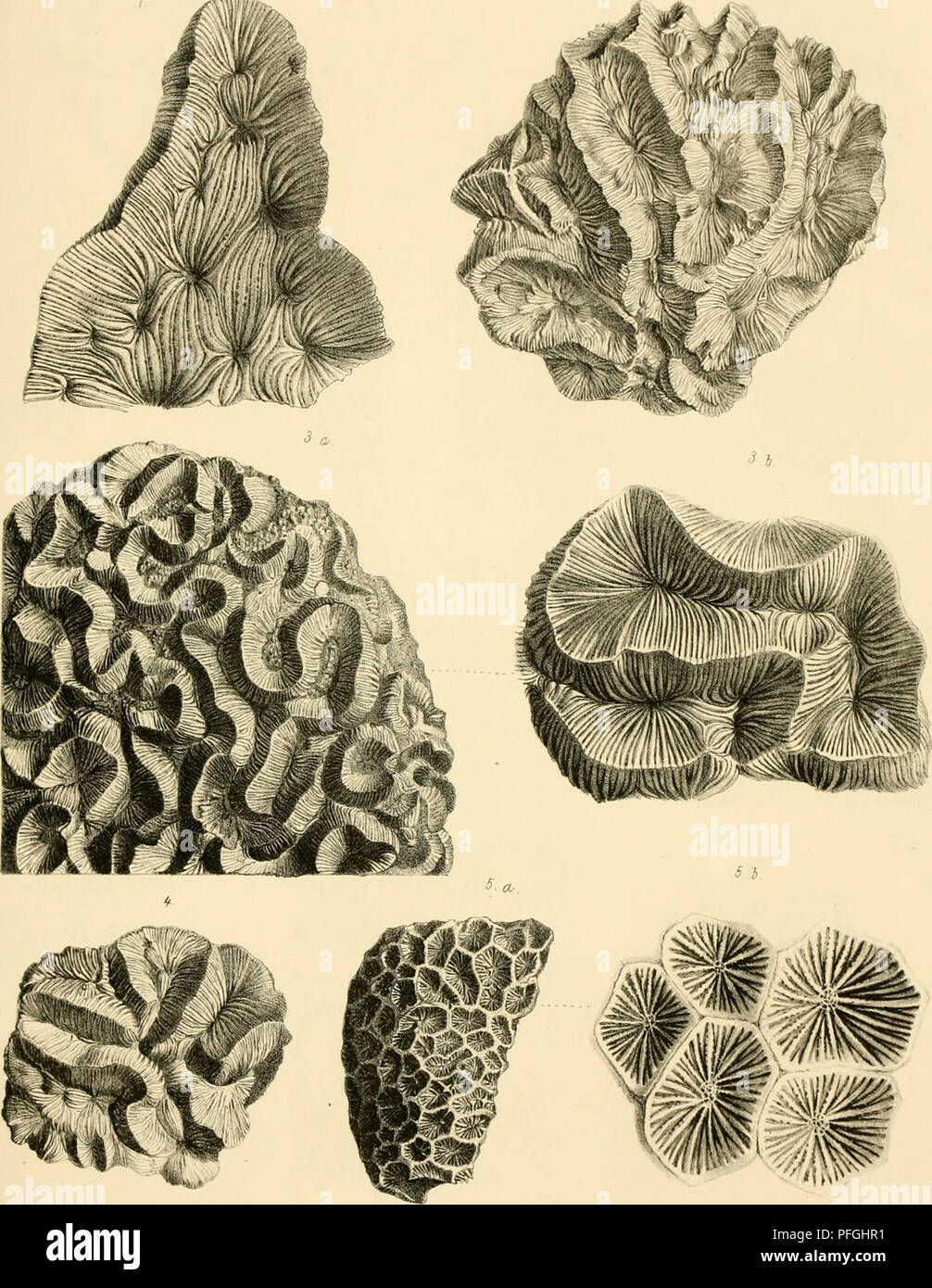 This image is from the Denkschriften of the Imperial Academy of ...