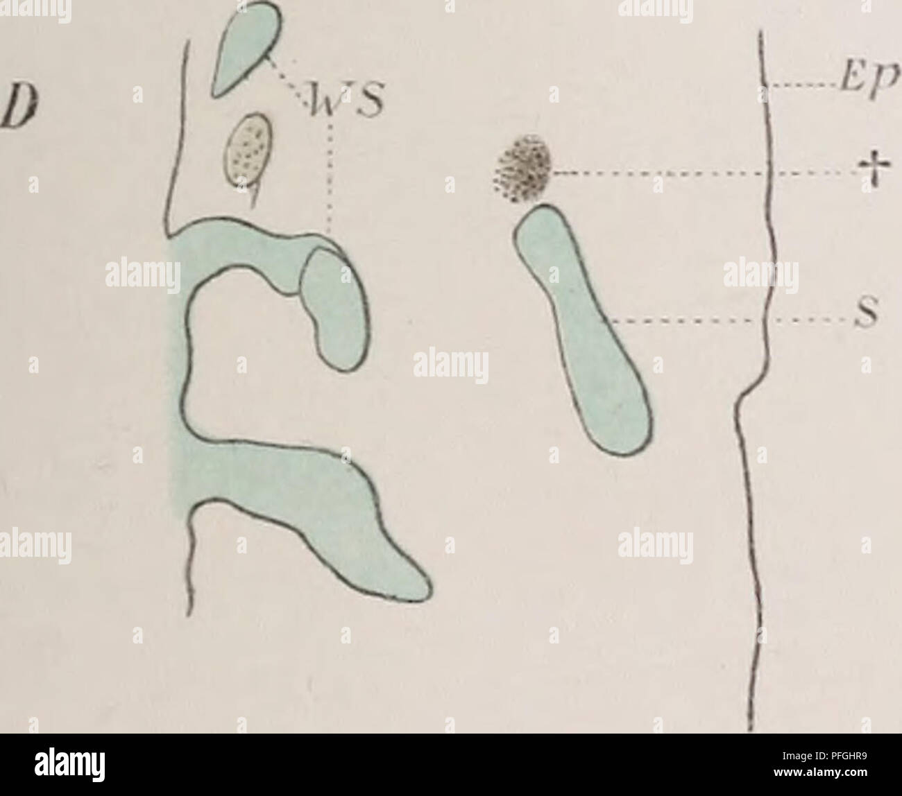 This work explores the limb skeleton of vertebrates, focusing on the ...