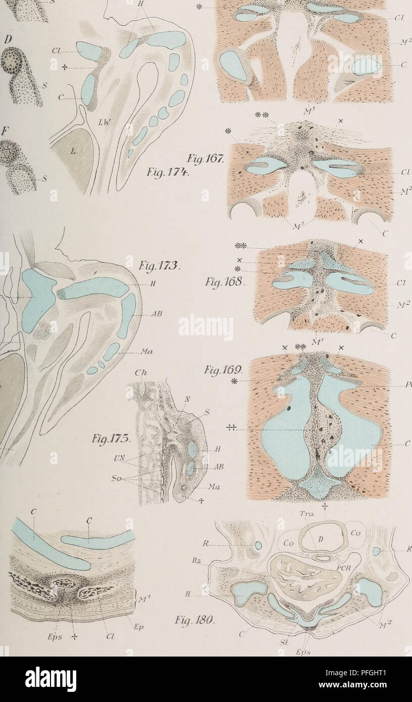 This work focuses on the skeletal anatomy of vertebrates, particularly ...