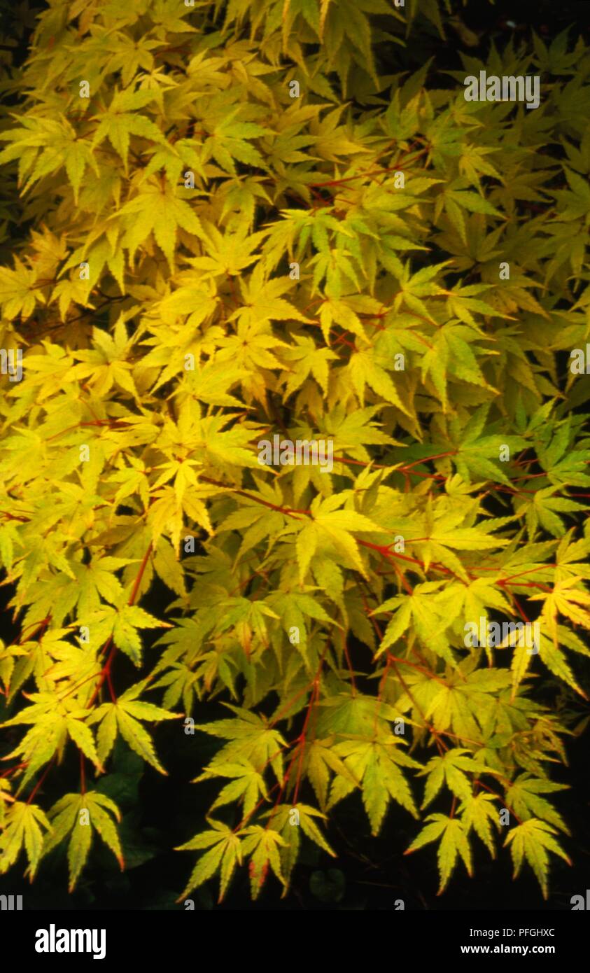 Acer palmatum 'Sango-kaku' (Japanese maple) showing yellow foliage ...