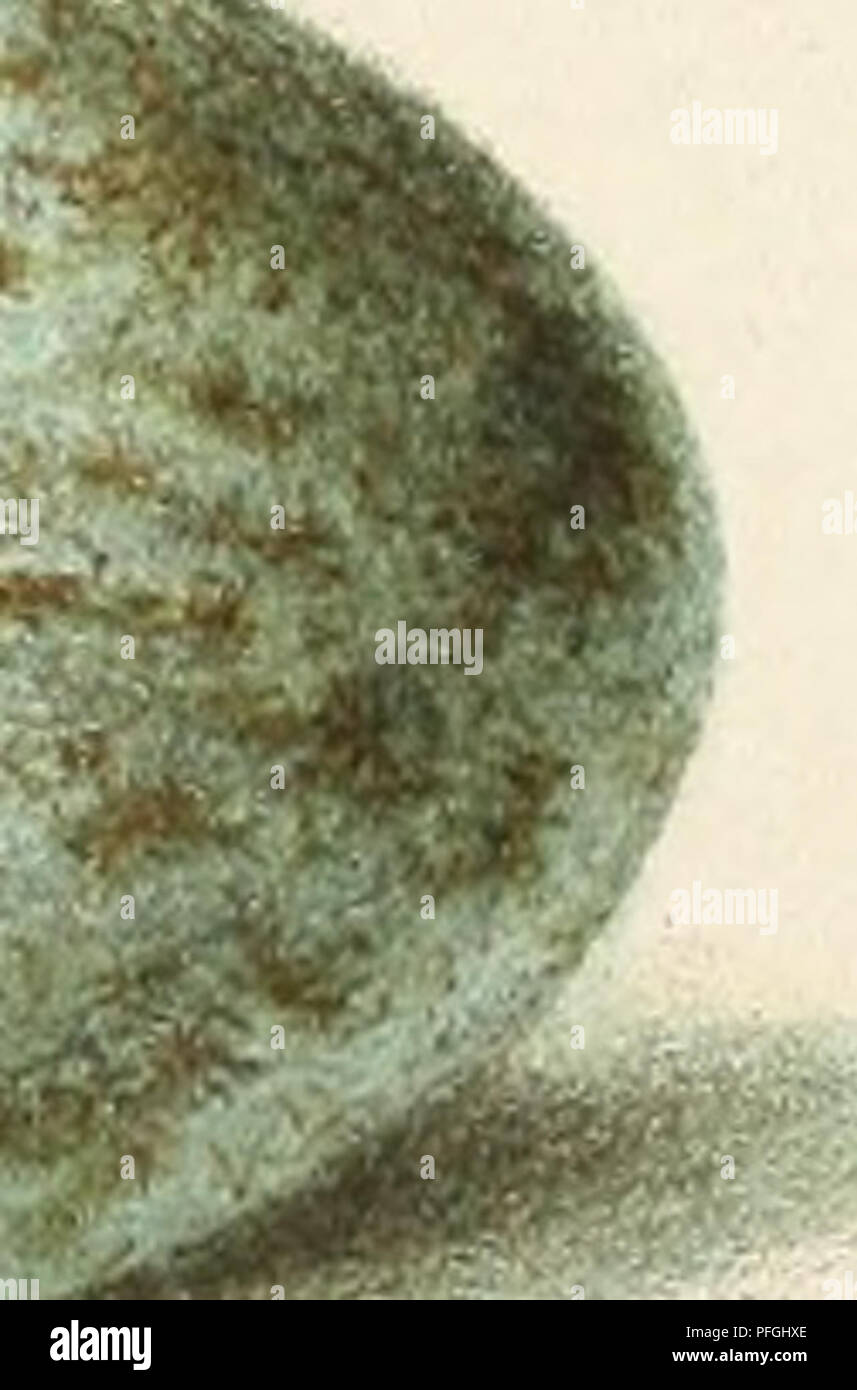 This work explores the life cycle and parasitic behavior of European ...