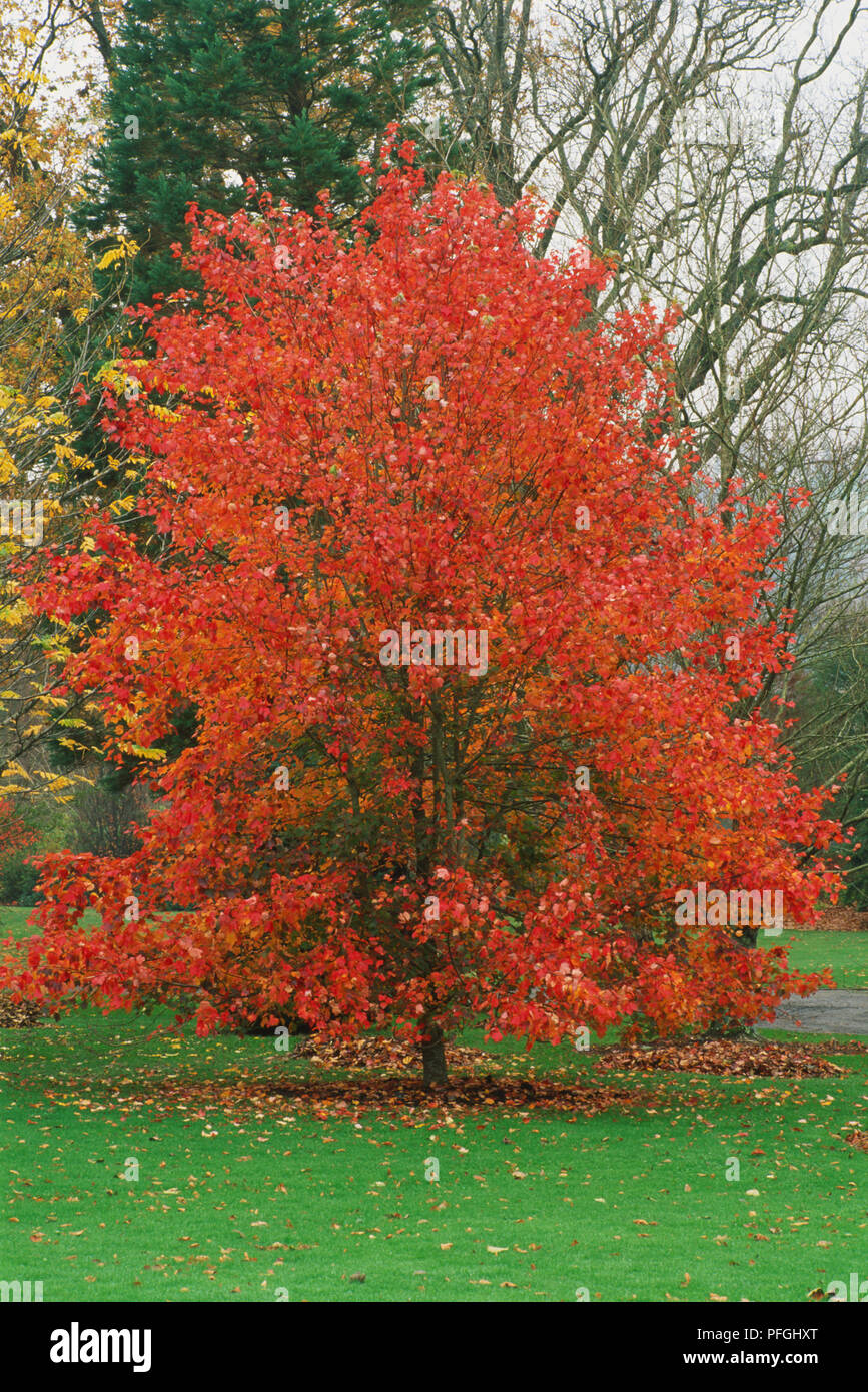 Acer rubrum october glory red maple october glory hi-res stock ...