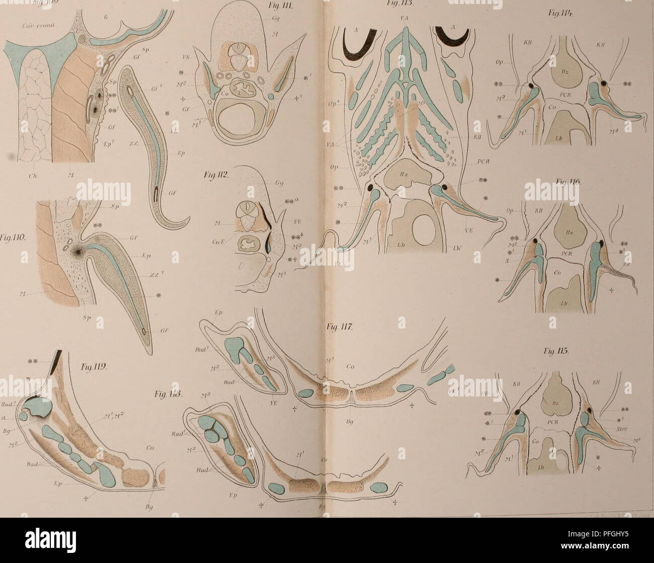 This work by Robert Wiedersheim focuses on the comparative anatomy of ...