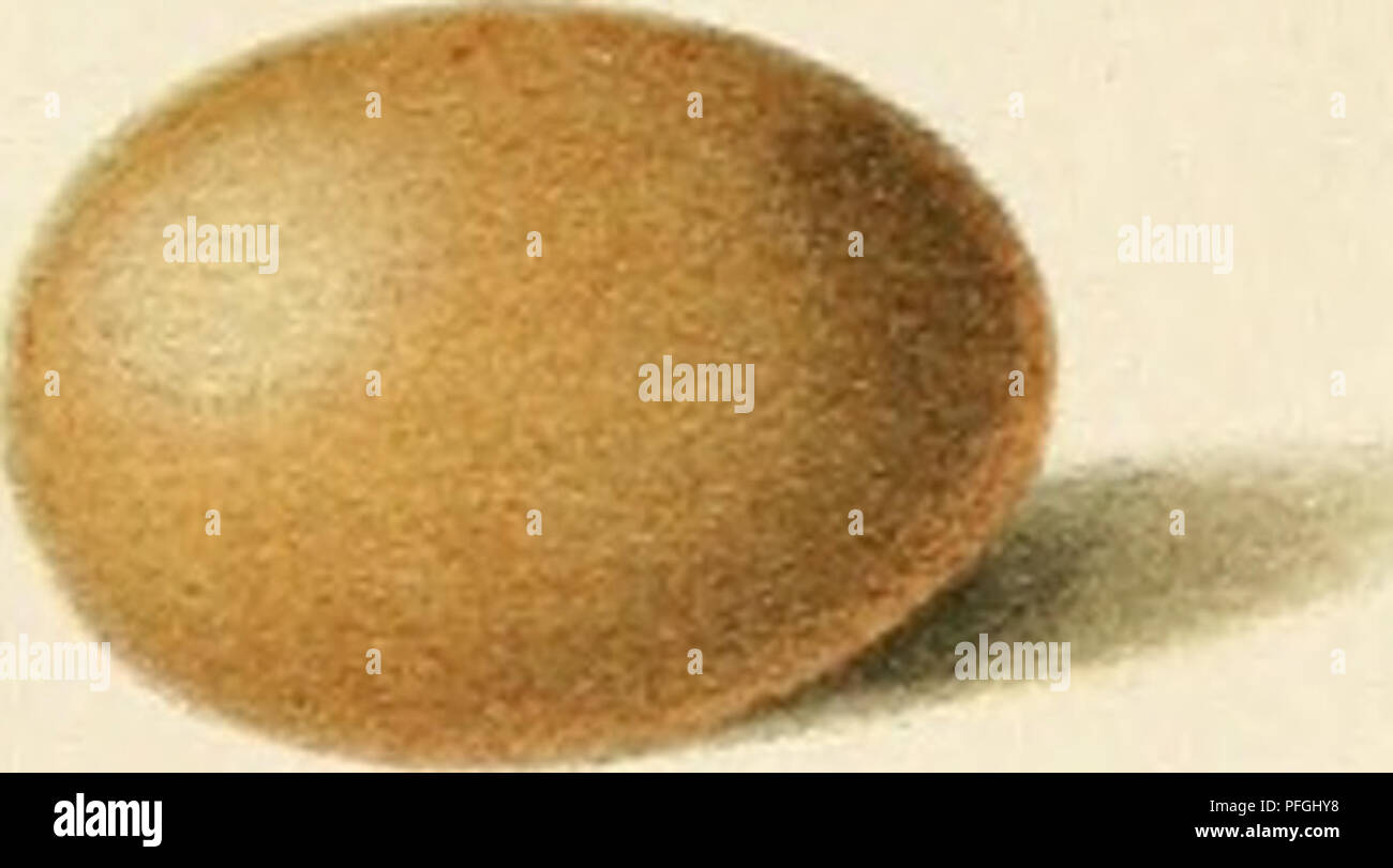 This work focuses on the life cycle and behavior of European cuckoos ...