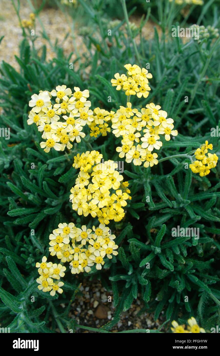 Achillea x lewissii 'King Edward' (Yarrow) with pale yellow flowers and ...