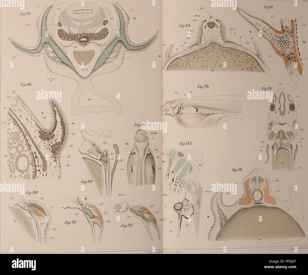 This text explores the limb skeletons of vertebrates, with a focus on ...