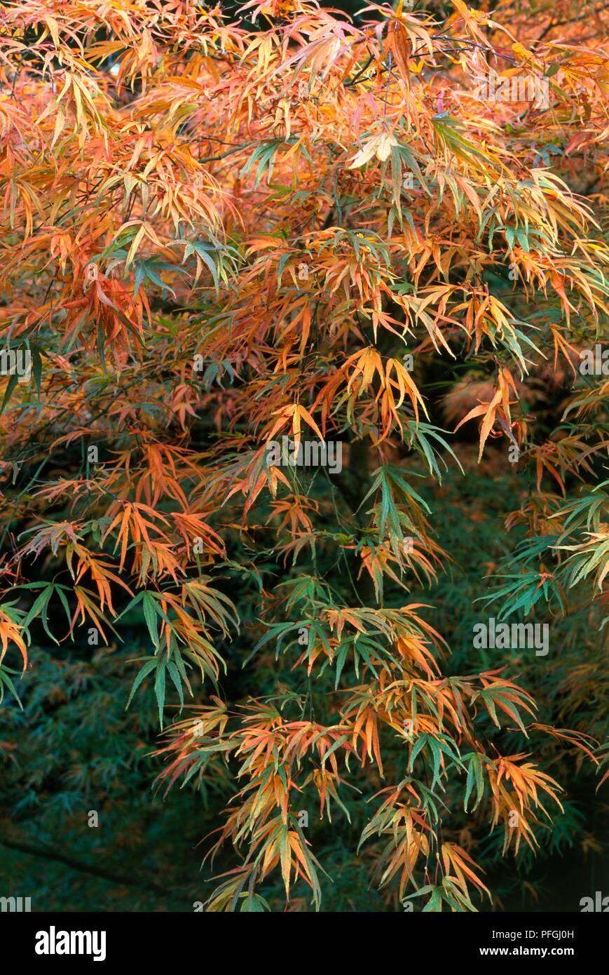 Acer palmatum linearilobum hi-res stock photography and images - Alamy