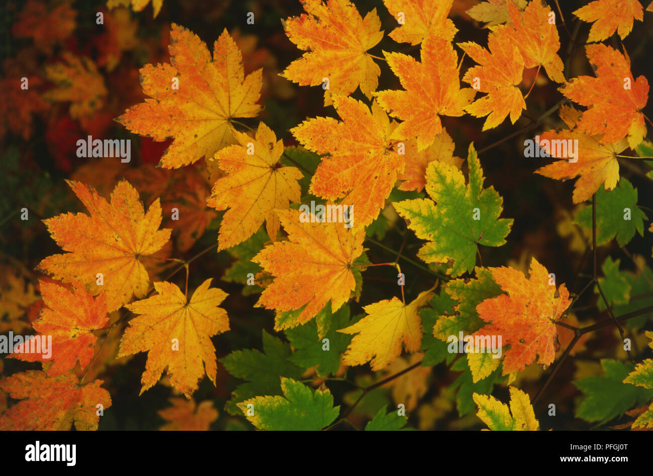Vine maple hi-res stock photography and images - Alamy