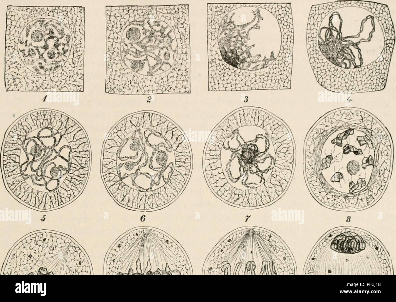 This practical guide to microscopic botany provides instructions for ...