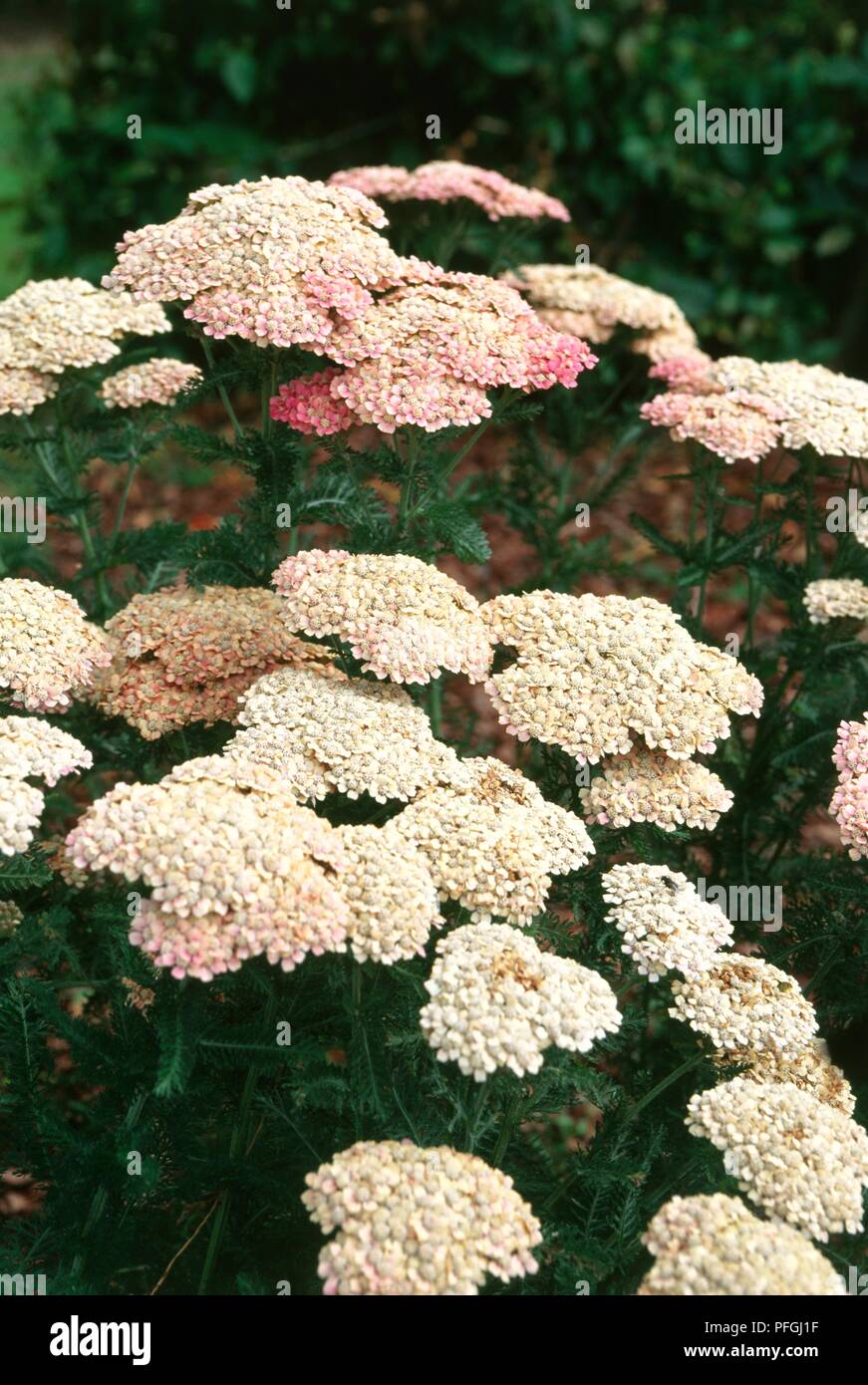 Achillea 'Wesersandstein' (Yarrow), tiny white and light pink flowers ...