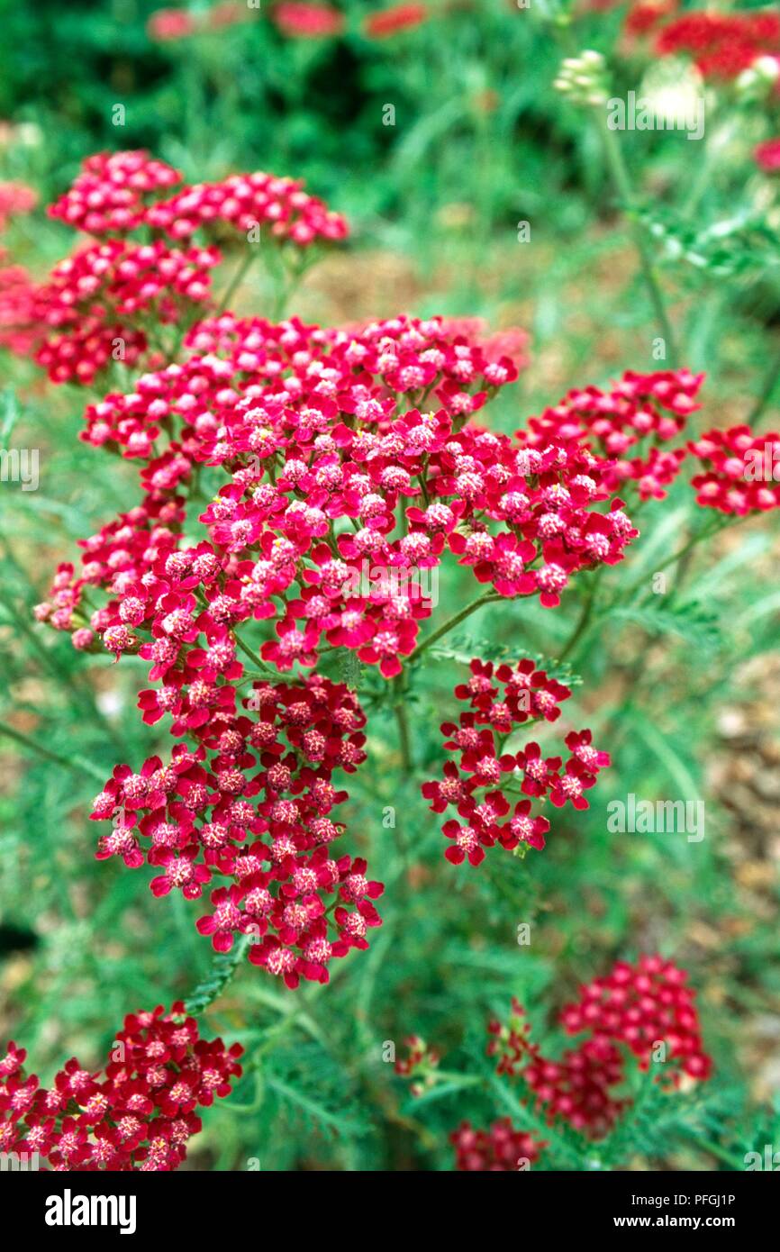 Corymbs hi-res stock photography and images - Alamy