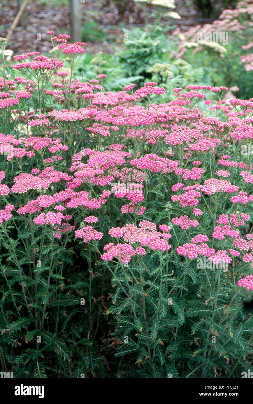 Achillea millefolium 'Cerise Queen' (Yarrow), perennial with pink ...