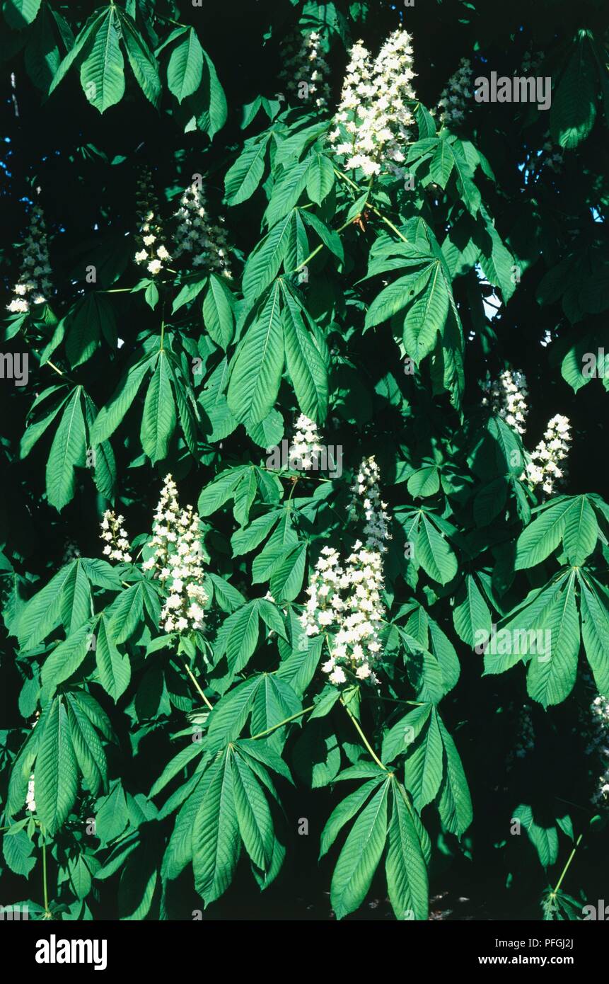 Aesculus hippocastanum (Horse chestnut tree), white flower spikes and ...