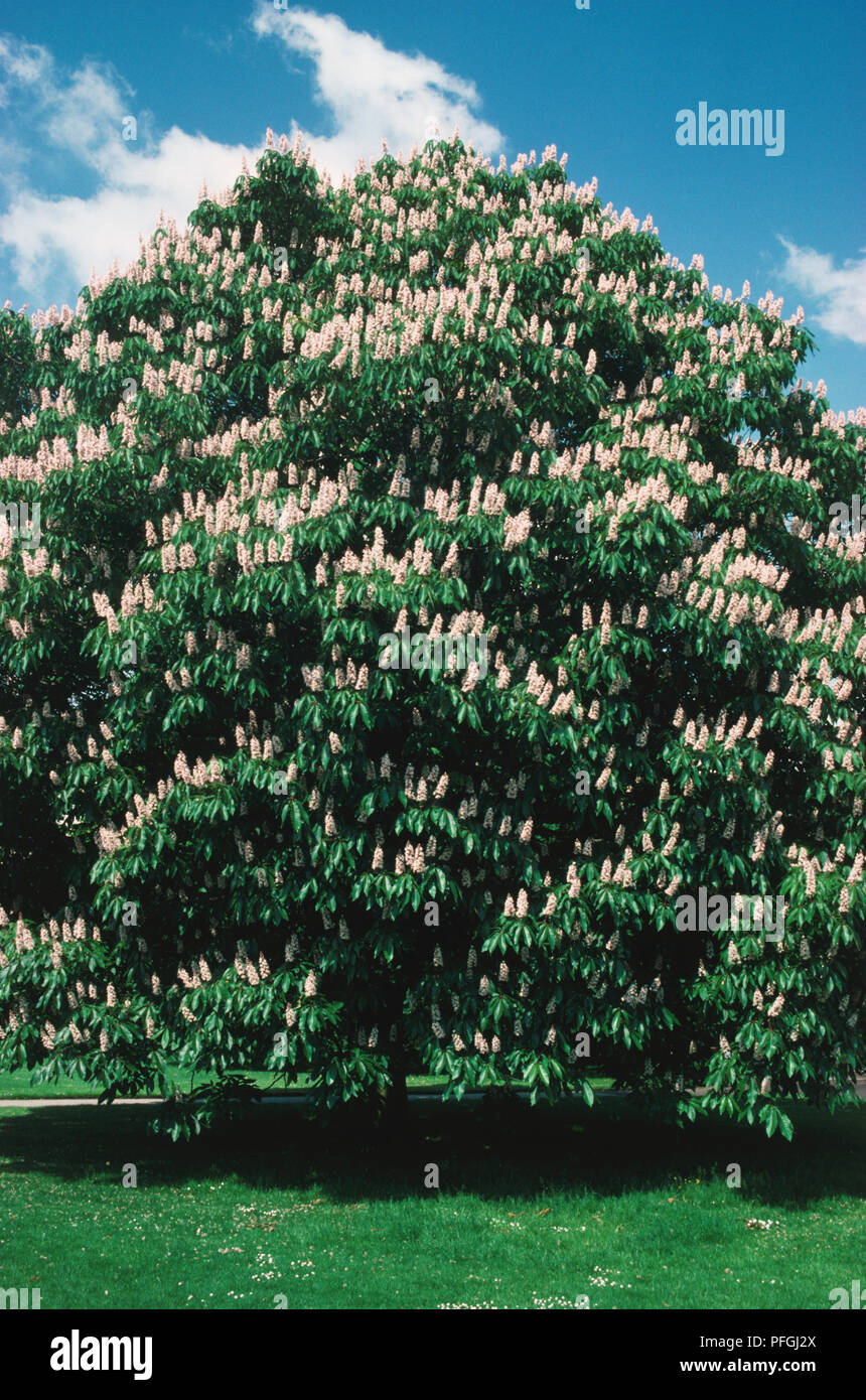 Indian horse chestnut tree hi-res stock photography and images - Alamy