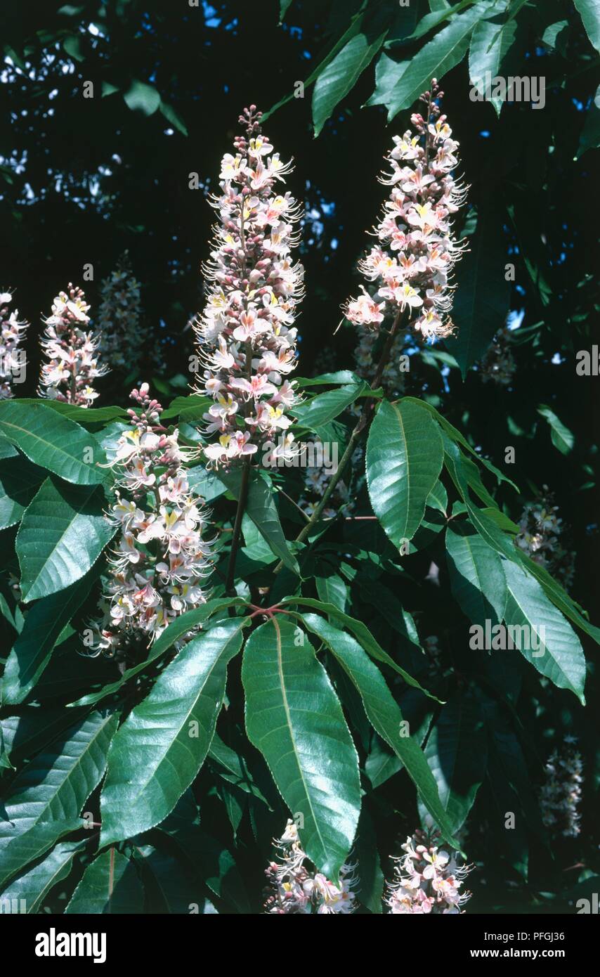Aesculus indica 'Sydney Pearce' (Indian Horse Chestnut) with glossy ...