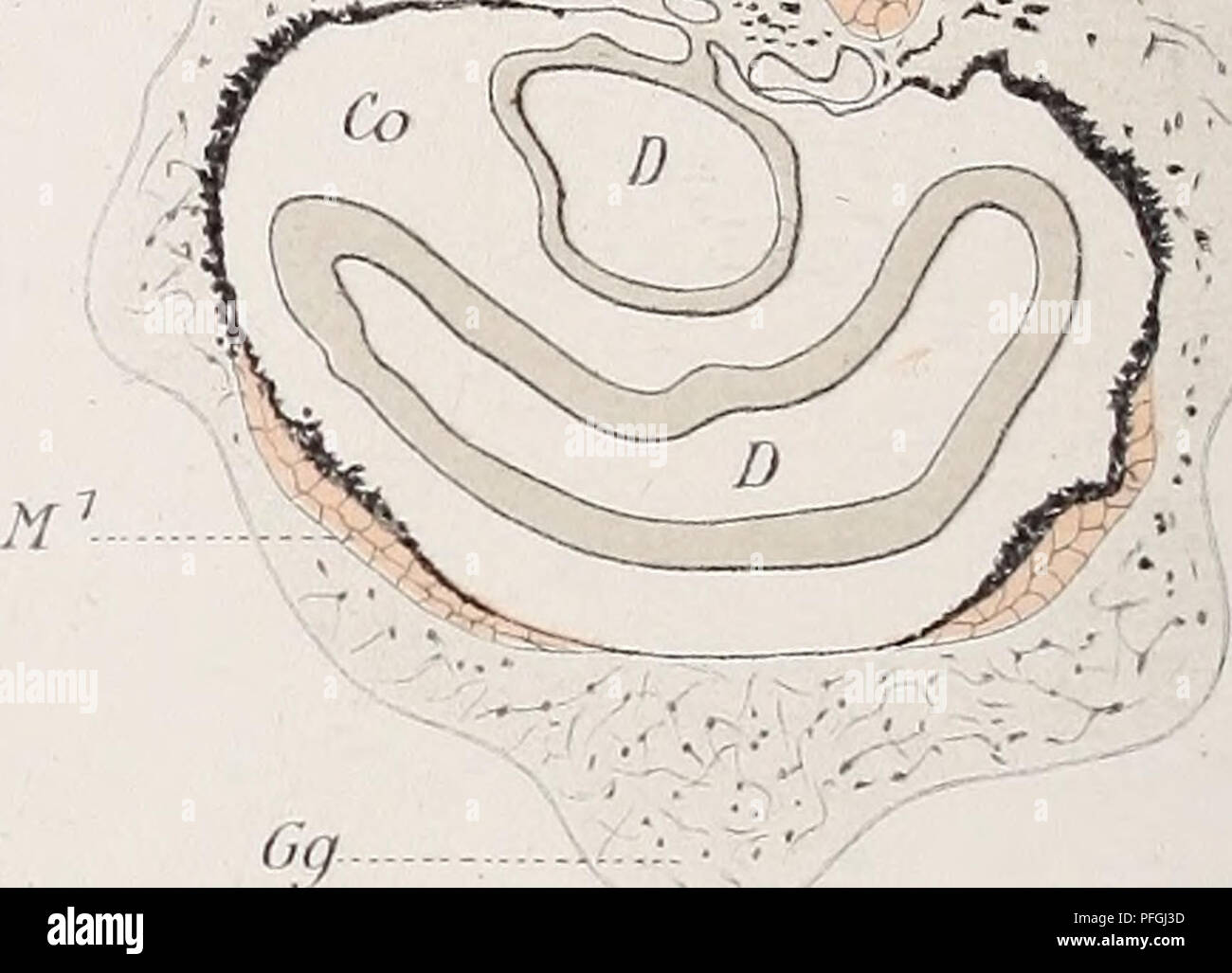 A comparative study of the skeletal structure of vertebrates, focusing ...