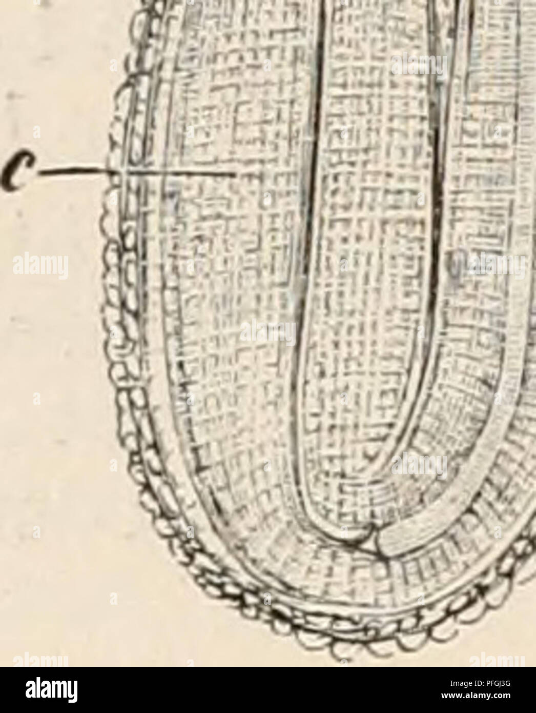 This guide introduces beginners and advanced students to microscopic ...