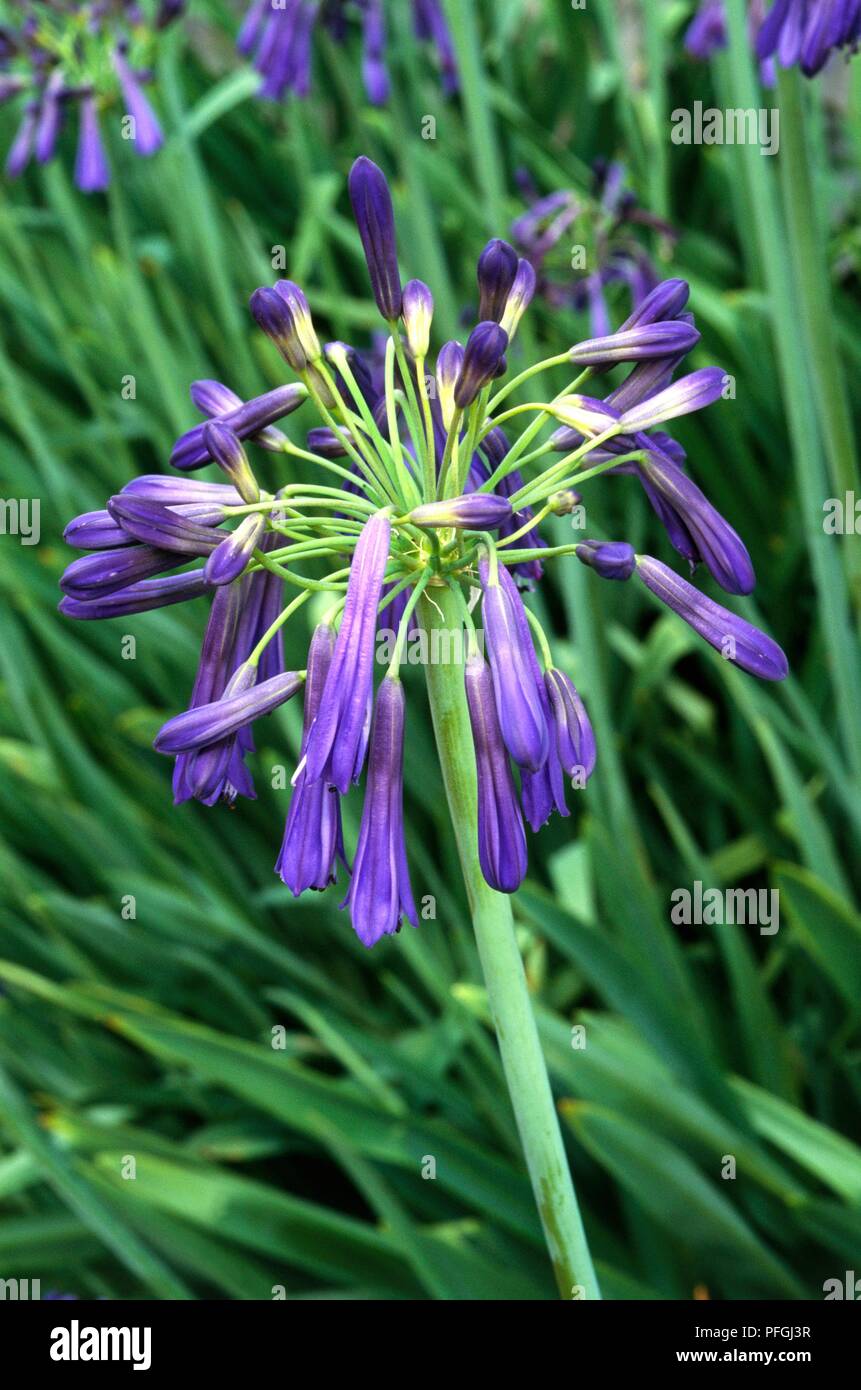 Umbel botany hi-res stock photography and images - Alamy