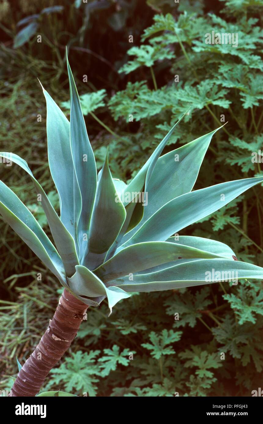 Stem and leaves from Agave attenuata, close-up Stock Photo - Alamy