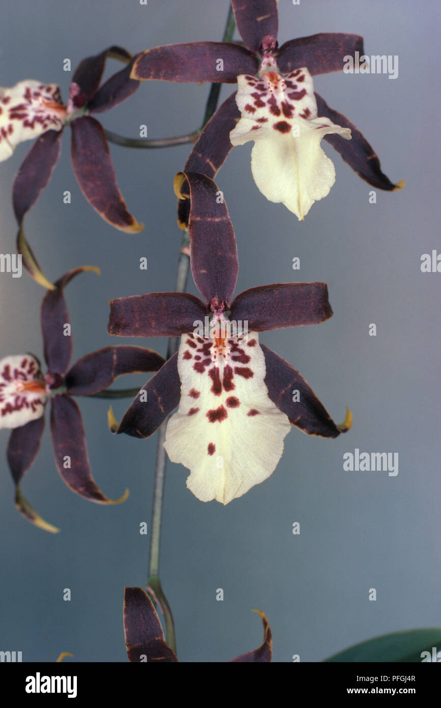White and purple spotted flowers from x Aliceara 'Dark Warrior', close ...