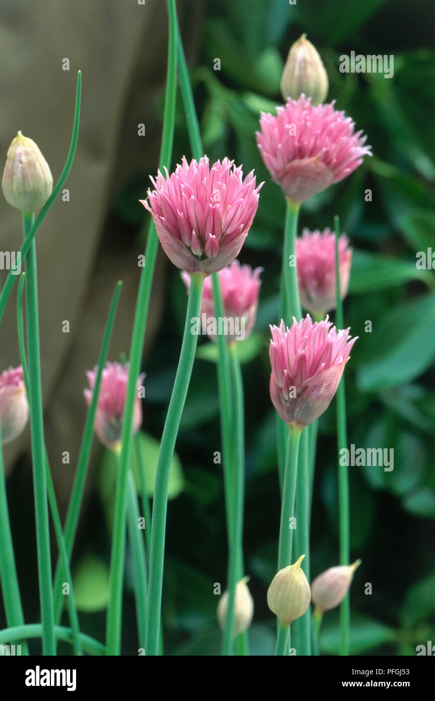 Allium schoenoprasum chives flower bud hi-res stock photography and ...