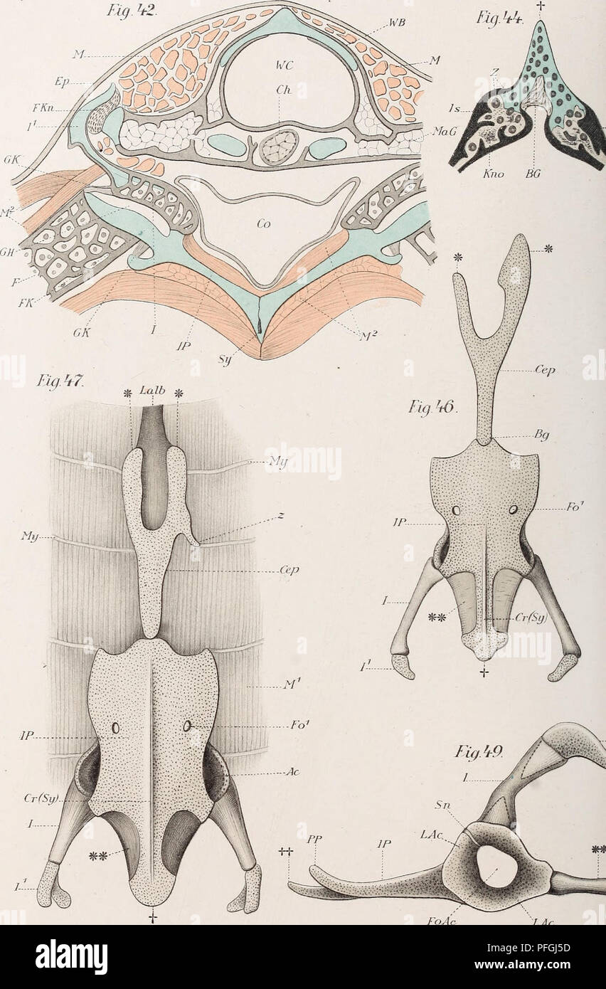 This work explores the skeletal structure of vertebrates, focusing on ...