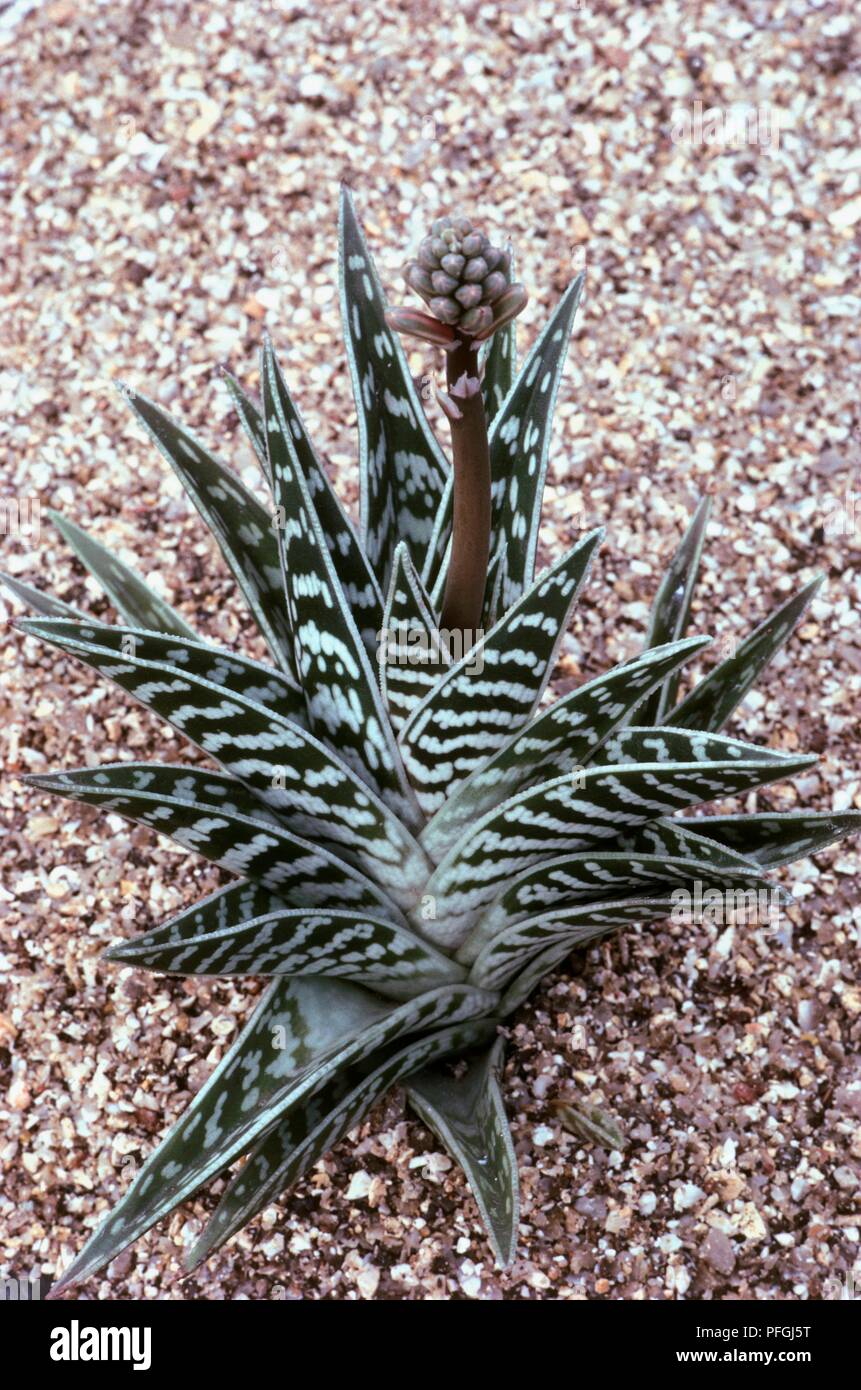 Aloe Variegata