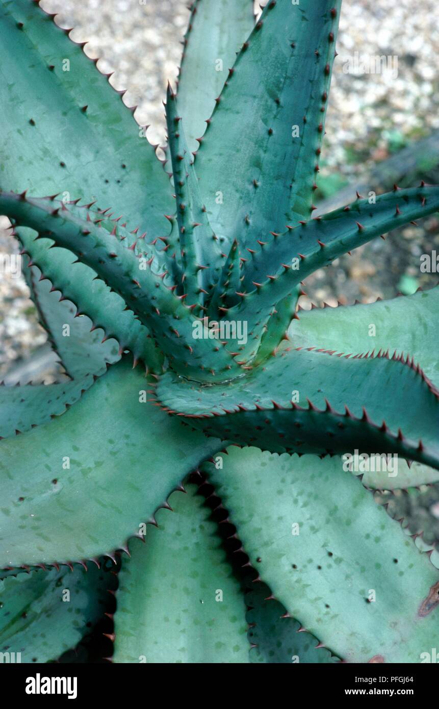 Basal rosette hi-res stock photography and images - Alamy
