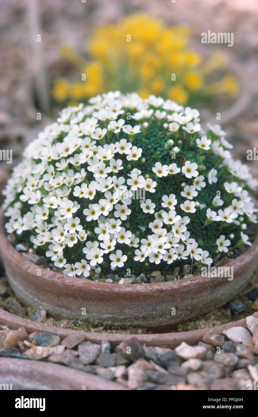Androsace pyrenaica (Rock jasmine), small, compact, cushion-forming ...