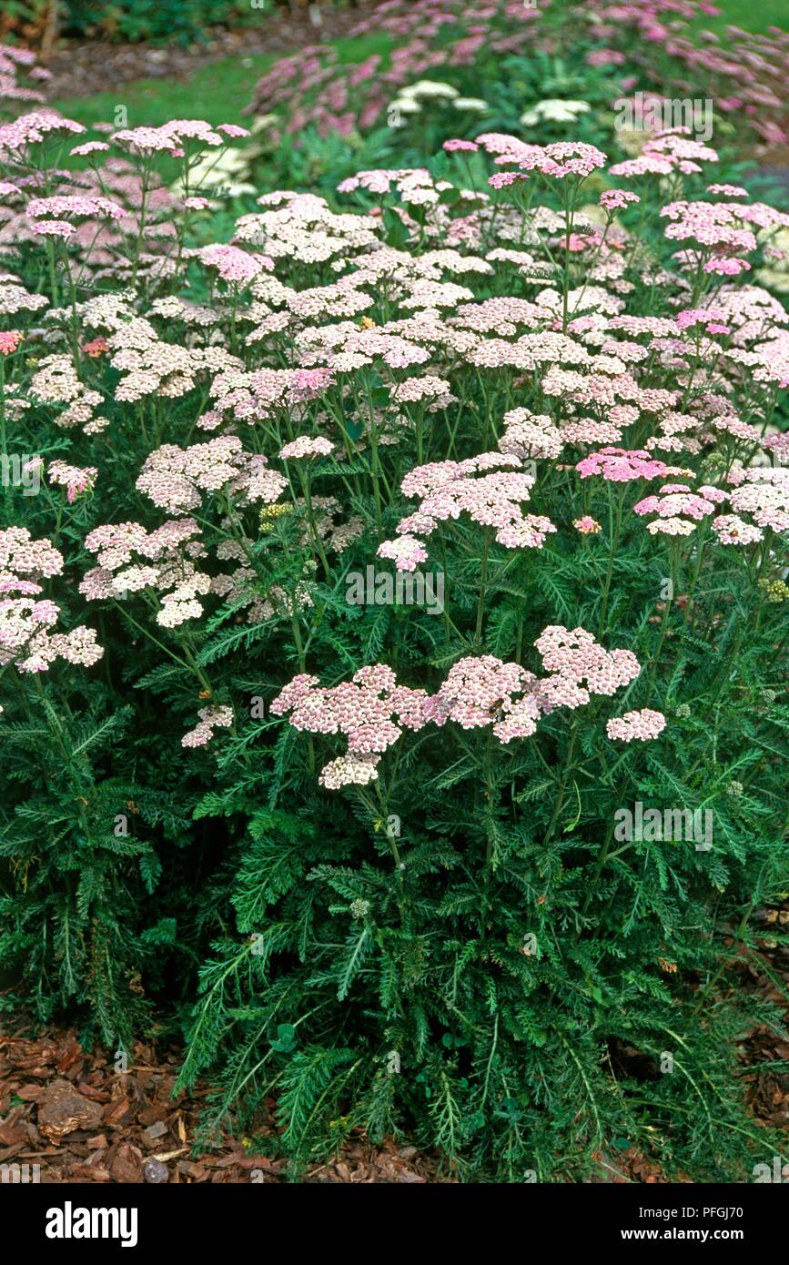 Achillea 'Forncett Candy' (Yarrow), pale pink flowers in garden Stock ...
