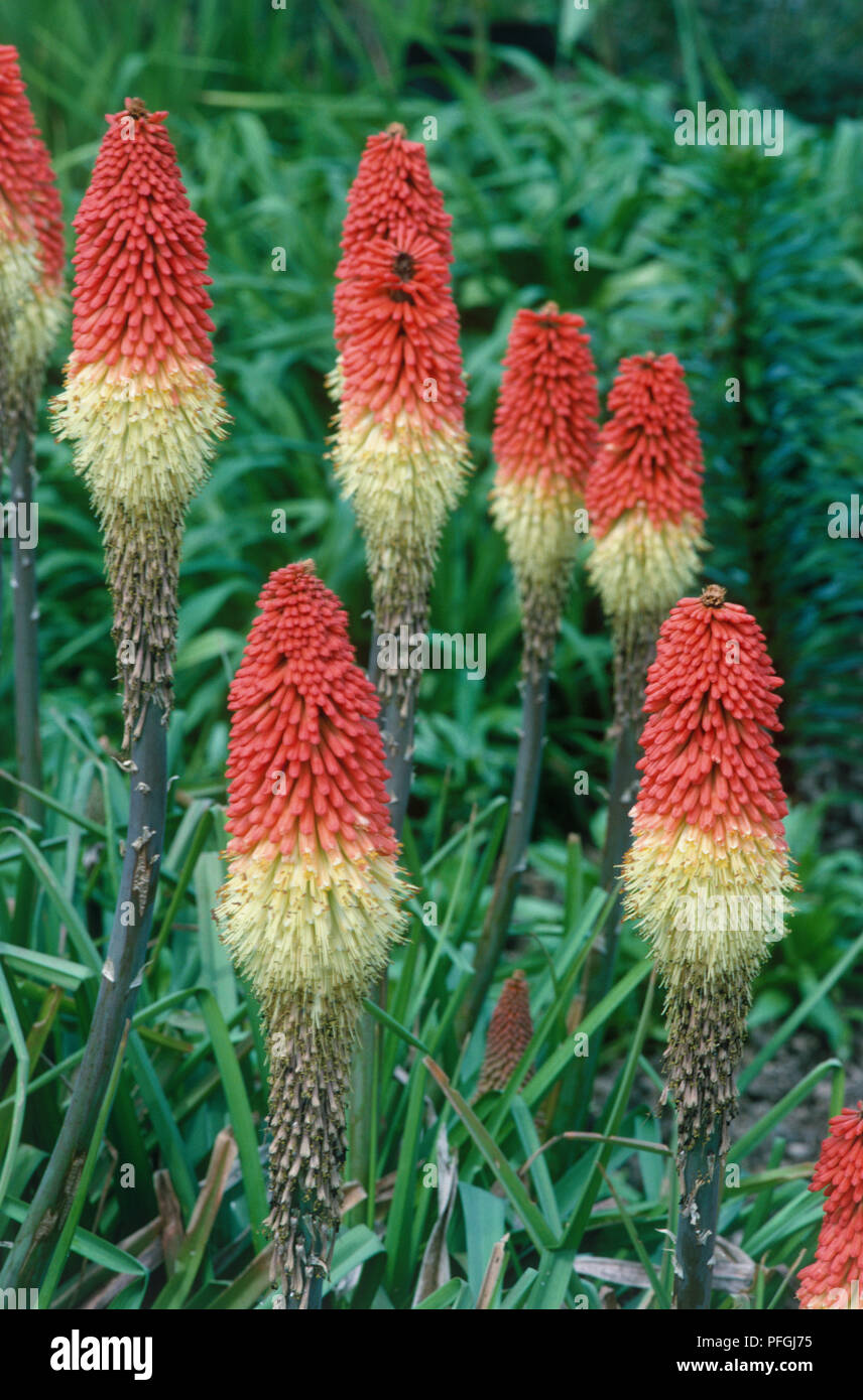 Bright red and yellow flower spikes of Kniphofia 'Atlanta' (Red Hot ...