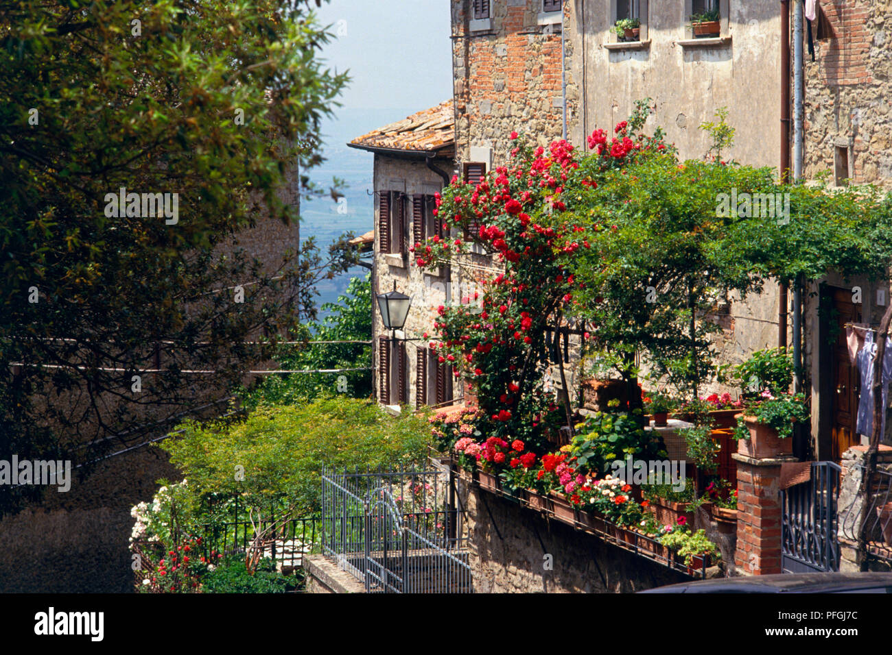 Italy, Tuscany, villas with trees, shrubs and pink flowers, fields in ...