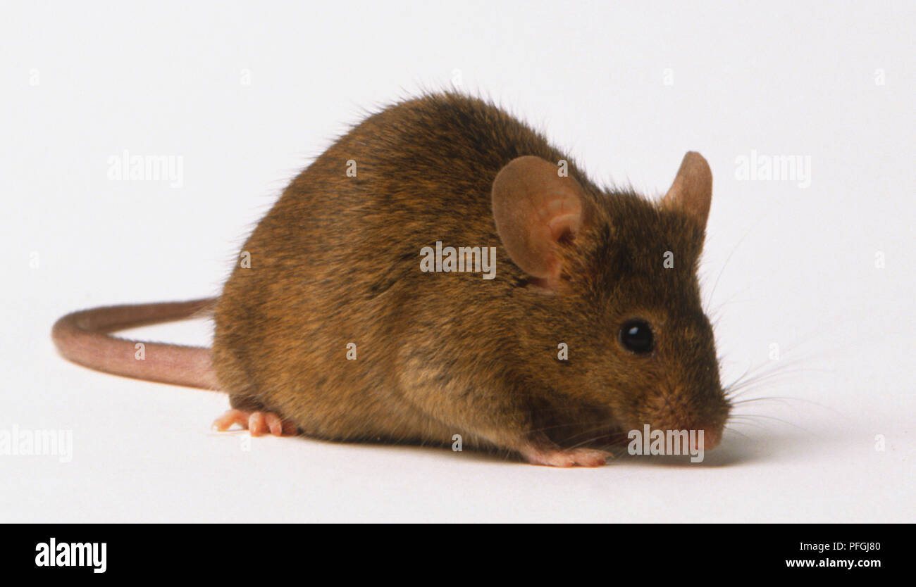 White mouse profile shot hi-res stock photography and images - Alamy