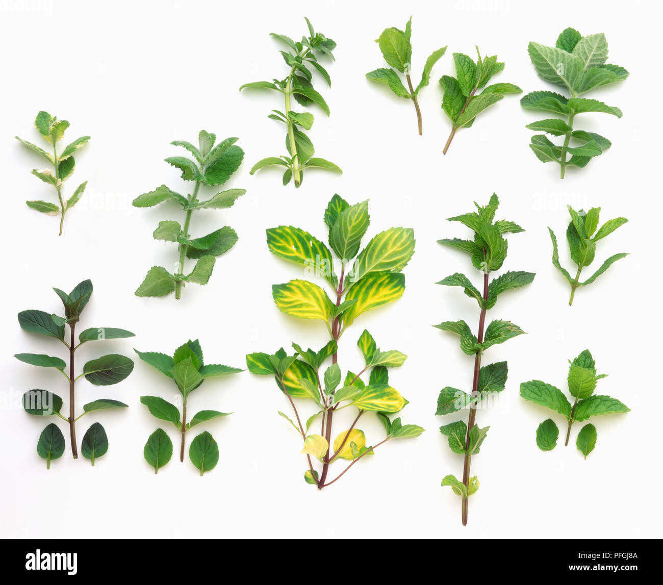 Mint stems Cut Out Stock Images & Pictures - Alamy