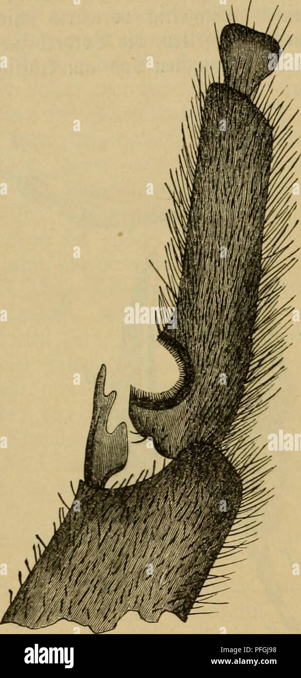 Steinigen hi-res stock photography and images - Alamy