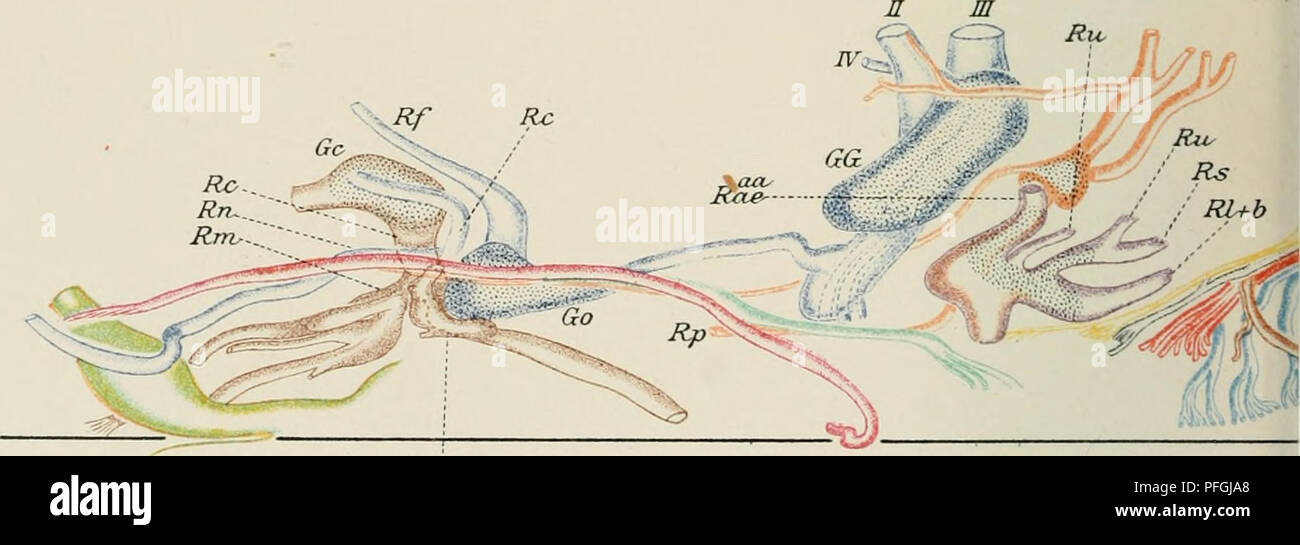 An anatomical study of the brain of Hatteria punctata, an ancient ...