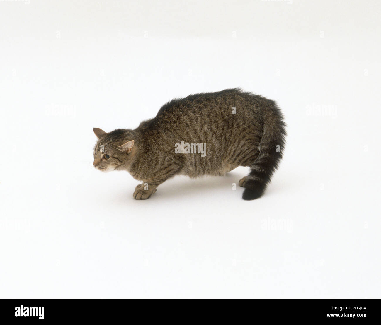 Brown tabby cat crouching in defence posture with hairs raised on back ...