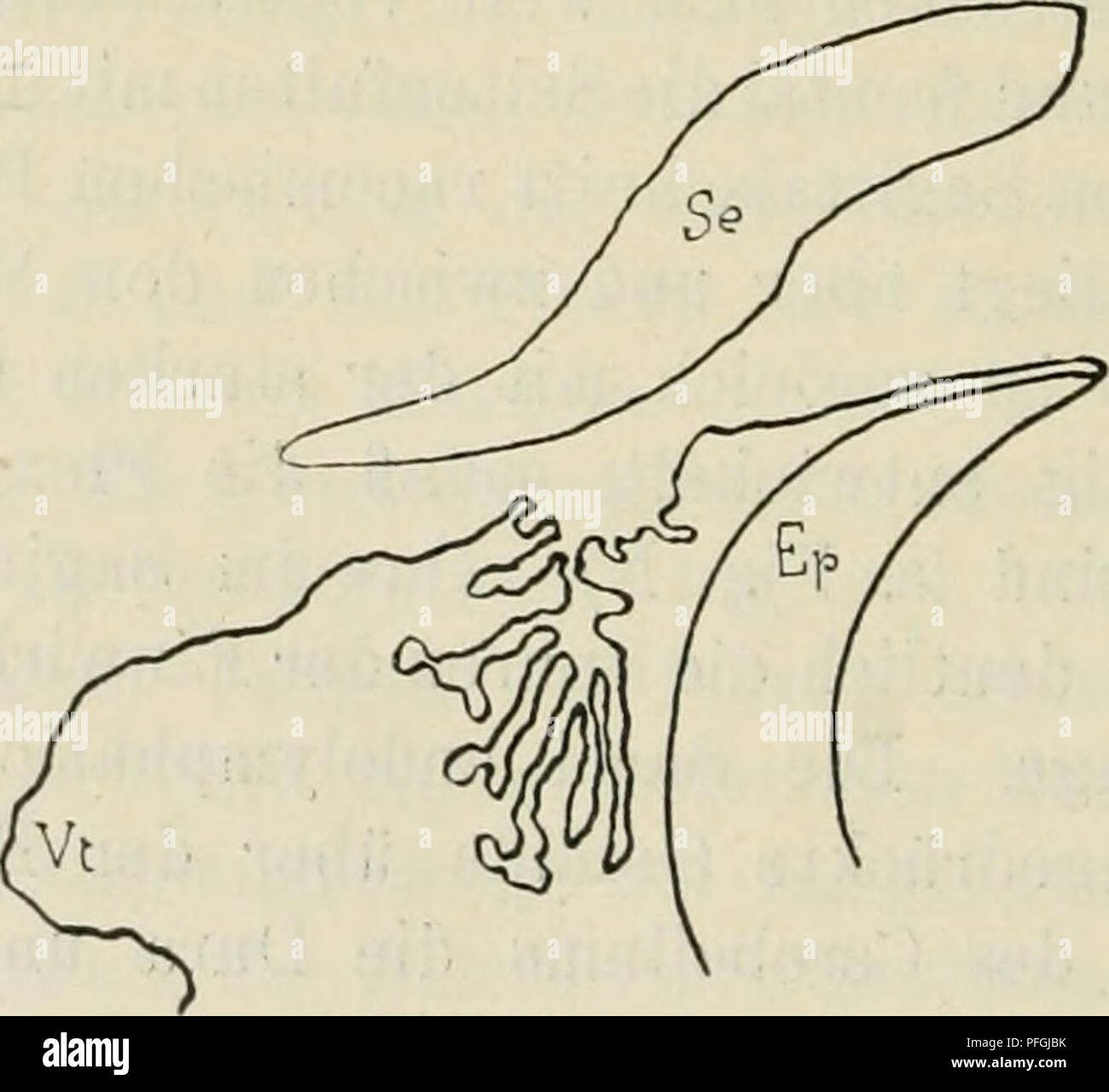 This illustration focuses on the brain of Hatteria punctata, a unique ...