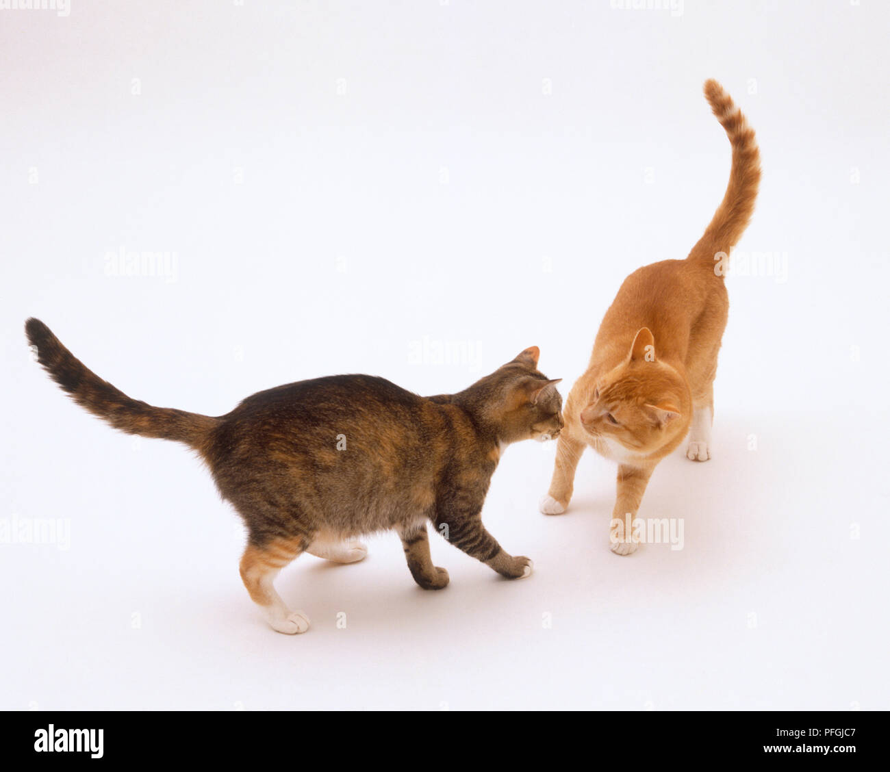 White male cat hi-res stock photography and images - Alamy