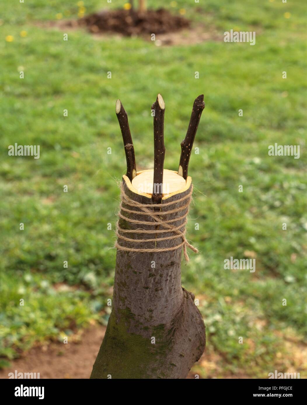 Bound to a tree by hi-res stock photography and images - Alamy