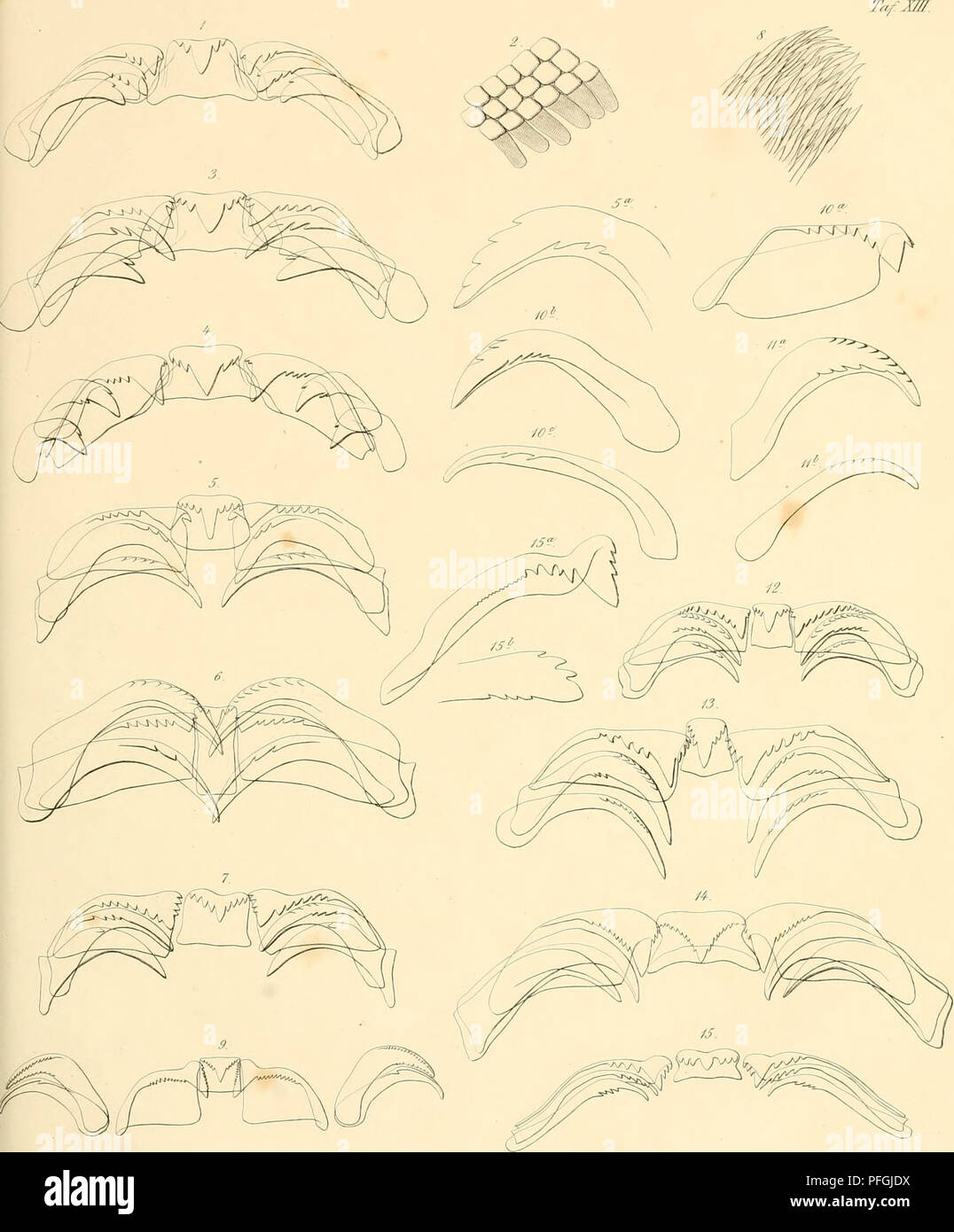 This work on the anatomy of gastropods examines the dental structures ...