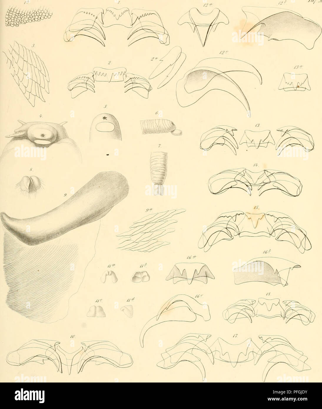 This work by Troschel and Thiele examines the dental structure of ...