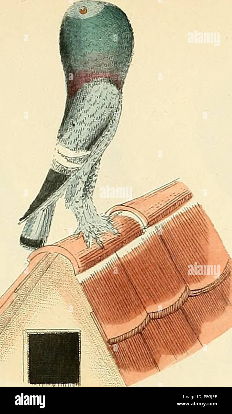 A guide to pigeon breeding, detailing the various methods of raising ...